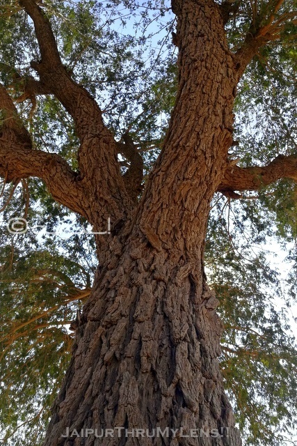 Why Khejri Is The State Tree Of Rajasthan? – JaipurThruMyLens - Learn ...