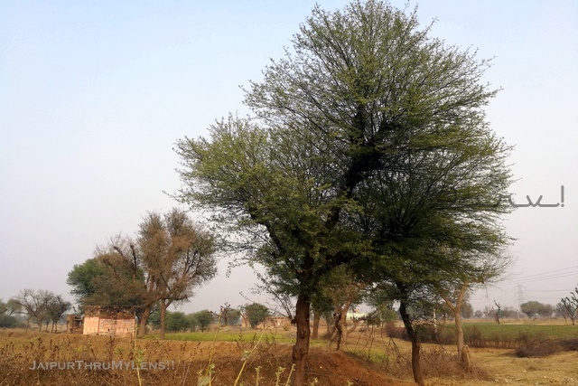 Why Khejri Is The State Tree Of Rajasthan? – JaipurThruMyLens - Learn ...