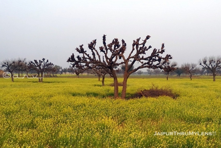 Why Khejri Is The State Tree Of Rajasthan? – JaipurThruMyLens - Learn ...