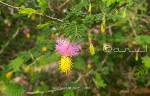 Why Khejri Is The State Tree Of Rajasthan? – JaipurThruMyLens - Learn ...