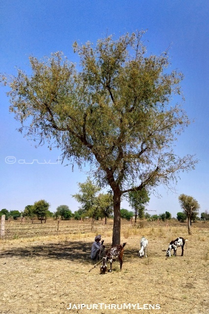 Why Khejri Is The State Tree Of Rajasthan? – JaipurThruMyLens - Learn ...